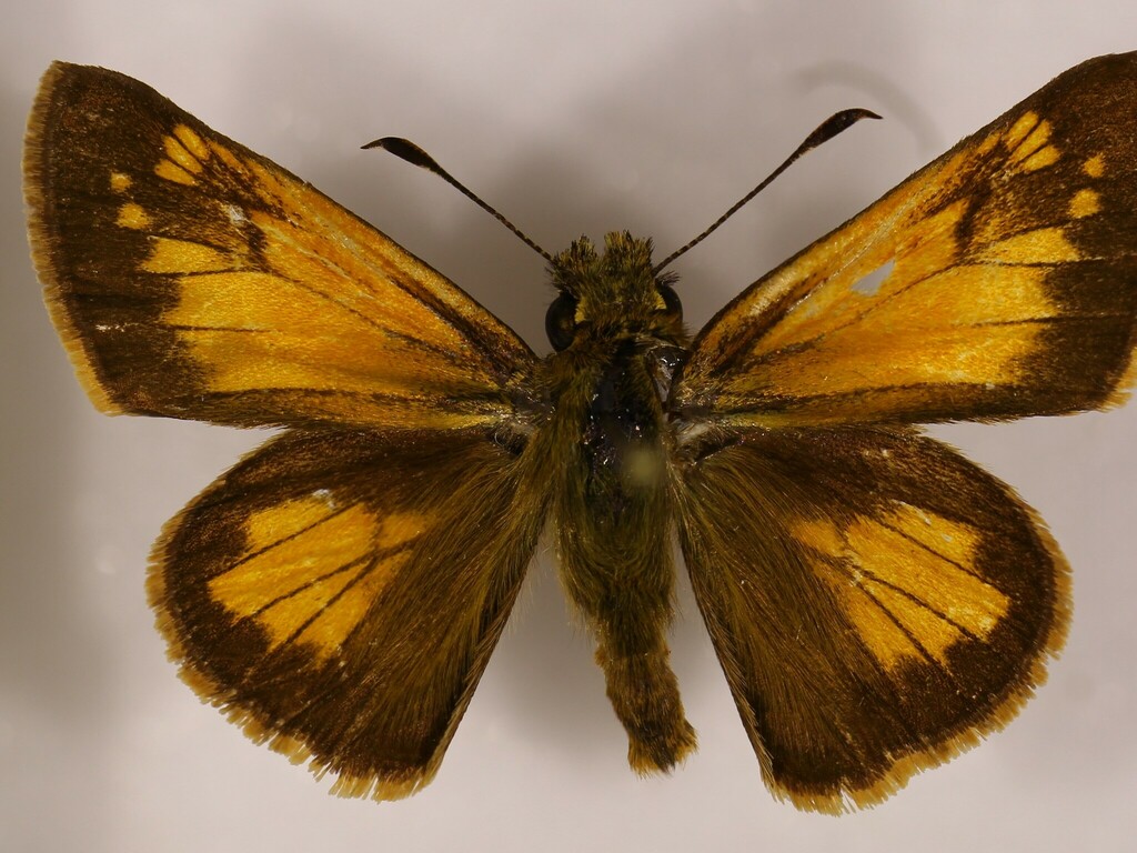 Hobomok Skipper from Syracuse, NY, USA on May 31, 1990 by Ronald ...