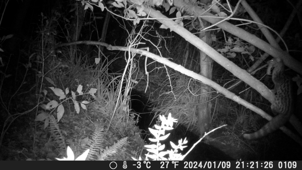 Northern Small-spotted Genet from Izarbel, 64210 Bidart, France on ...