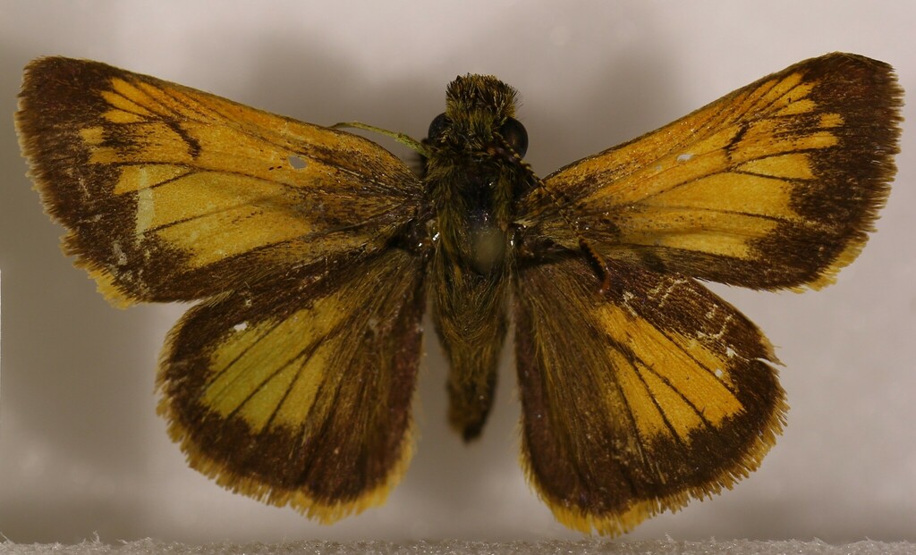 Hobomok Skipper from Madison County, NY, USA on May 27, 1990 by Ronald ...