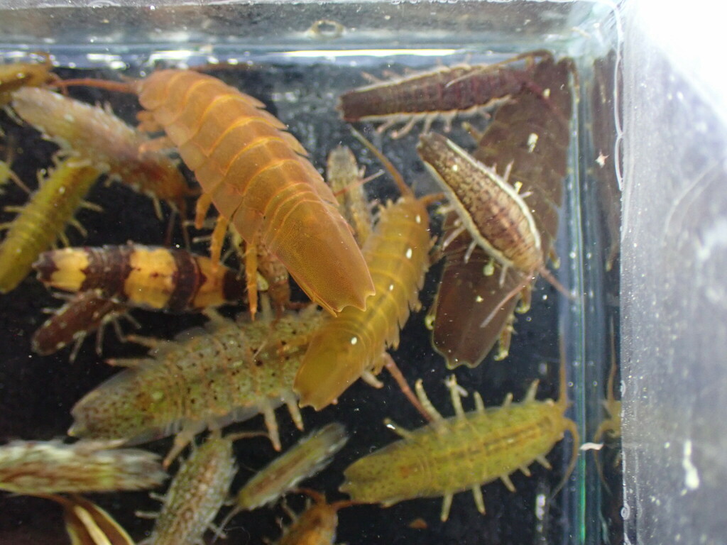 Baltic Isopod from Anne Port on March 12, 2024 at 02:00 PM by Chris ...