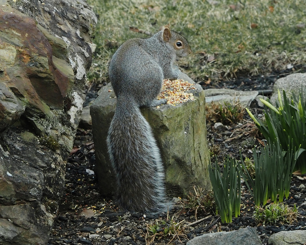 Eastern Gray Squirrel from Salem, NH 03079, USA on April 02, 2024 at 07 ...