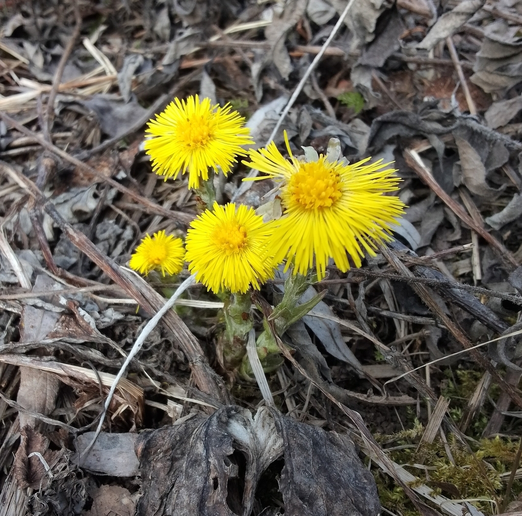 colt's-foot from Velikiy Novgorod, RU-NG, RU on April 2, 2024 at 01:46 ...
