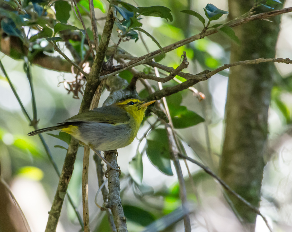 Yellow-throated Woodland-Warbler from Ehlanzeni District Municipality ...