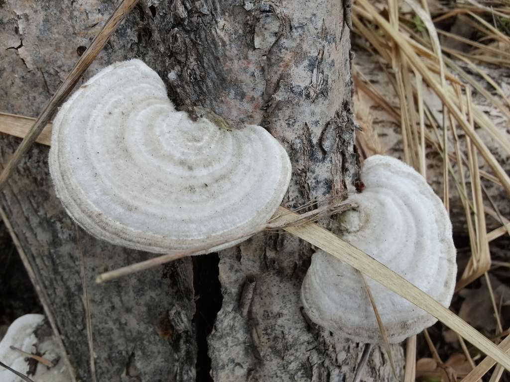 Trametes from Новгородская обл., Россия, 173007 on April 2, 2024 at 02: ...