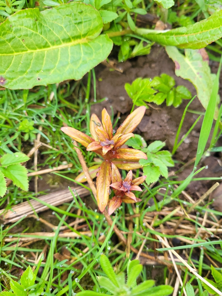 fireweed from Dalston, Carlisle CA5 7NH, UK on March 20, 2024 at 11:32 ...