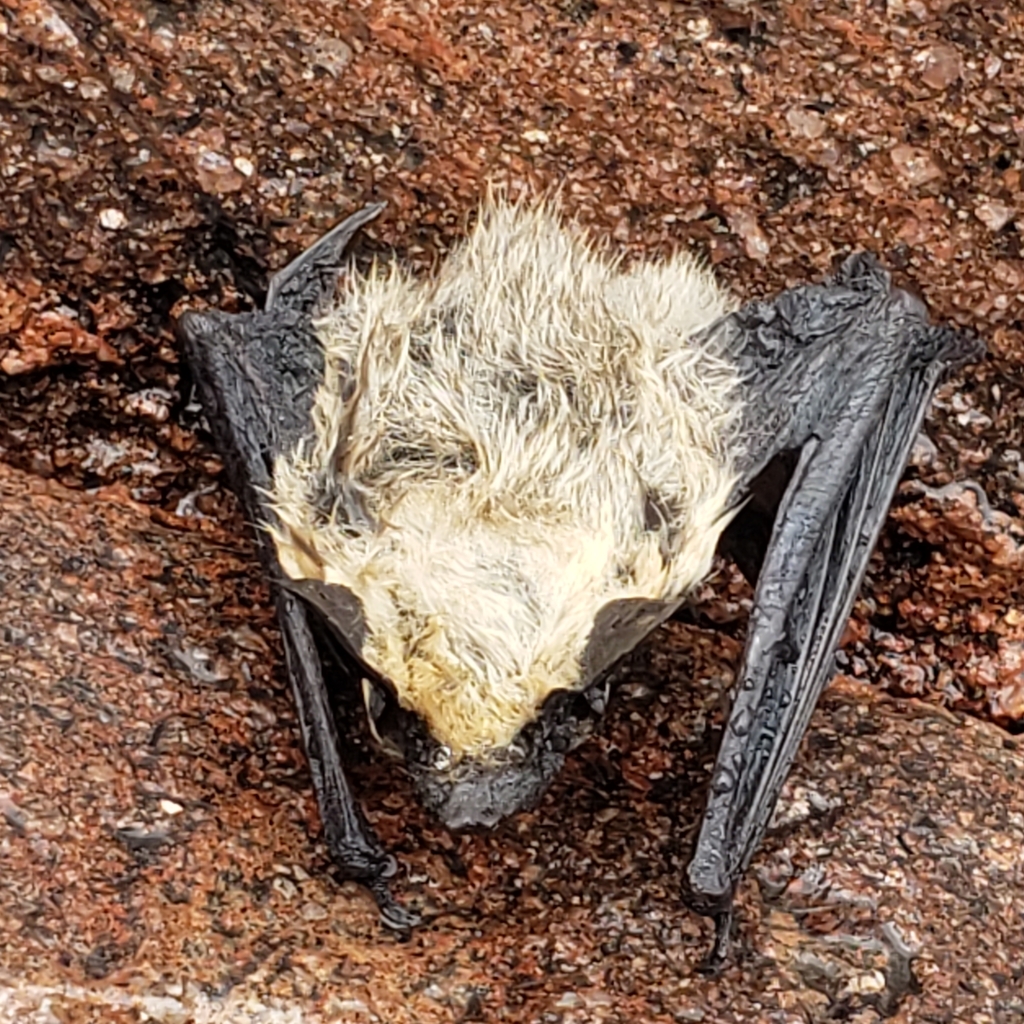 Canyon Bat from Gold Canyon, AZ 85118, USA on April 1, 2024 at 11:45 AM ...