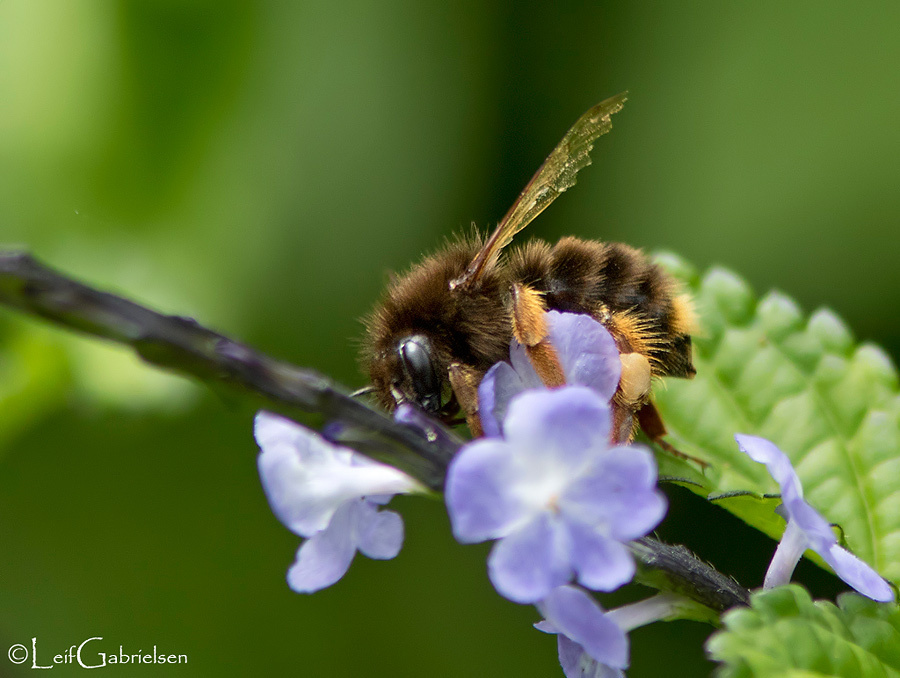Flavescent Bumble Bee from Mt. Kitanglad above Dalwangan, Bukidnon ...