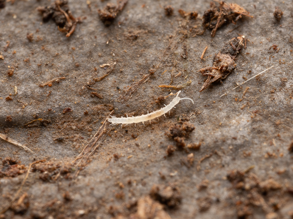 Scolopendrellidae from 中国北京市海淀区 on April 1, 2024 at 10:52 PM by Yushi ...