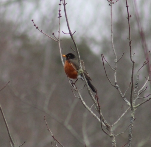 American Robin from Wenham, MA 01984, USA on April 2, 2024 at 09:49 AM ...