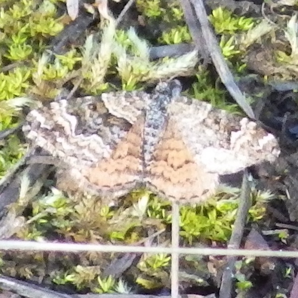 Butterflies and Moths from Spokane County, WA, USA on April 20, 2018 at ...