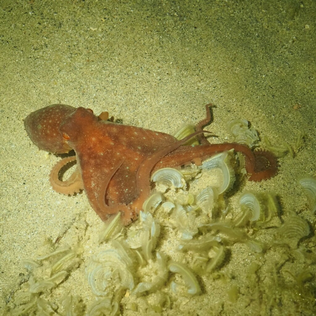 Night Octopuses from Exmouth, AU-WA, AU on March 27, 2024 at 08:49 PM ...
