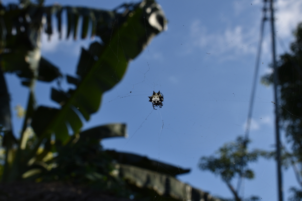 Black-and-white Spiny Spider from Panglao Island, Bohol, Philippines on ...