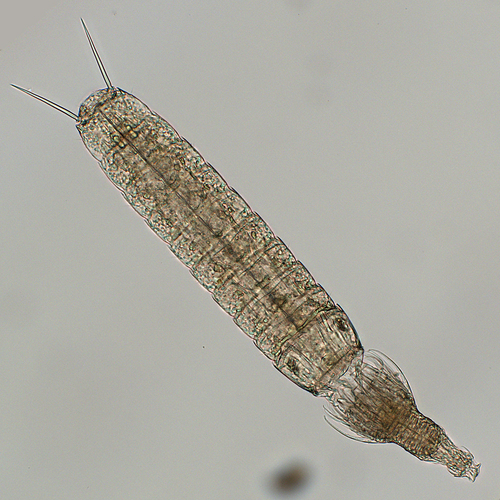 Family Pycnophyidae · iNaturalist
