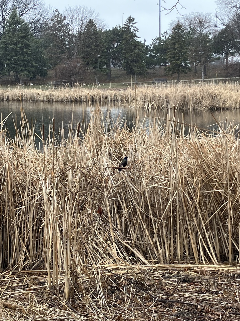 Common Grackle from Loring Lake, Minneapolis, MN, US on April 2, 2024 ...