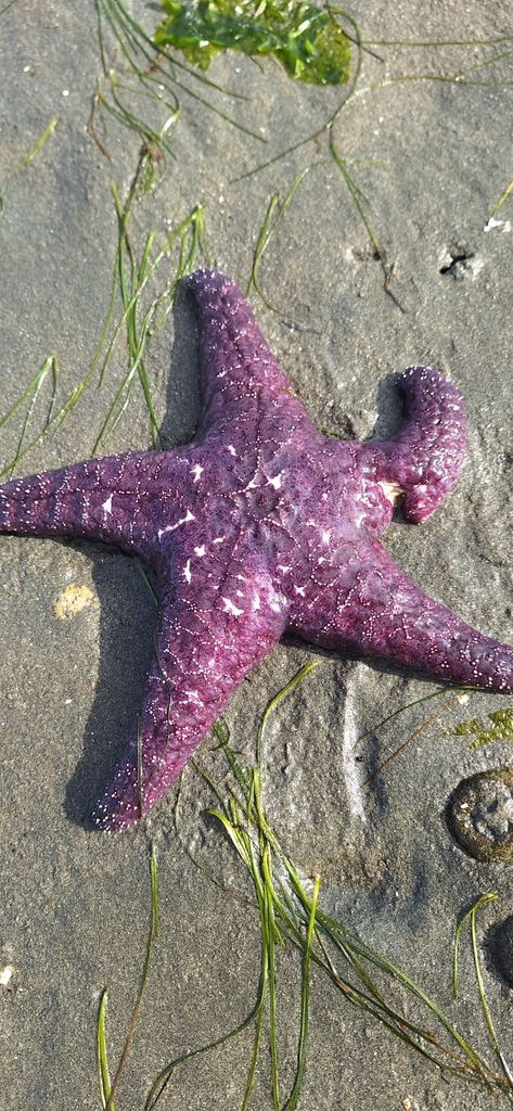 Ochre Sea Star from Nanaimo, BC, Canada on April 1, 2024 at 04:08 PM by ...