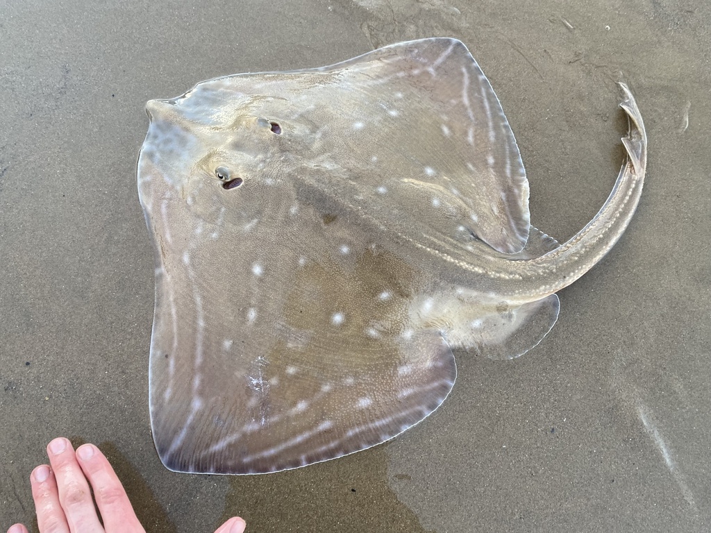 Smalleyed Skate (Raja microocellata) - Marine Life Identification