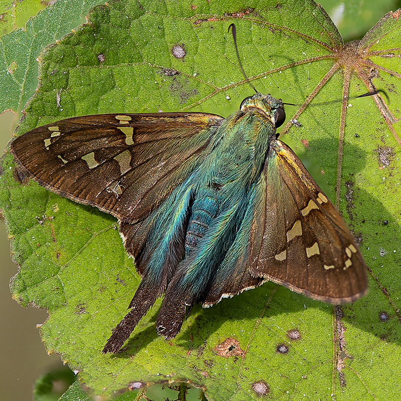 Long-tailed Skipper from Snow Hill, Florida, United States on October ...
