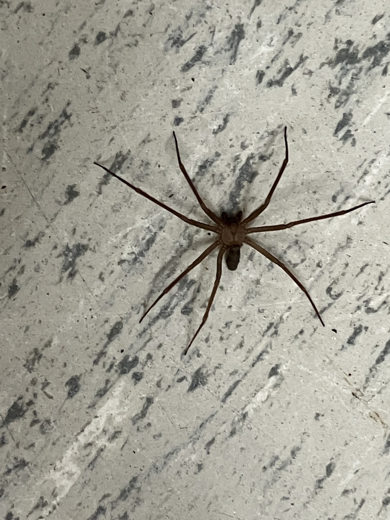 Brown Recluse in April 2024 by burgerandflies · iNaturalist