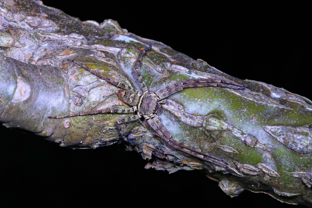 Pantropical Huntsman Spider from Foshan, CN-GD, CN on April 2, 2024 at ...