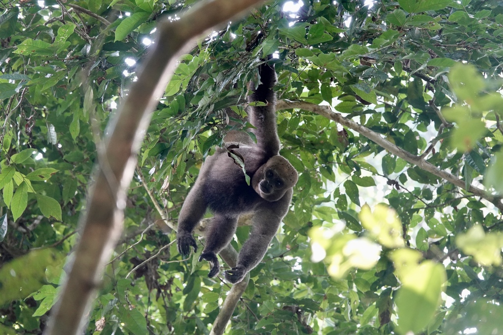 Common Woolly Monkey in January 2024 by Fundacion ProAves. RF. Luis ...