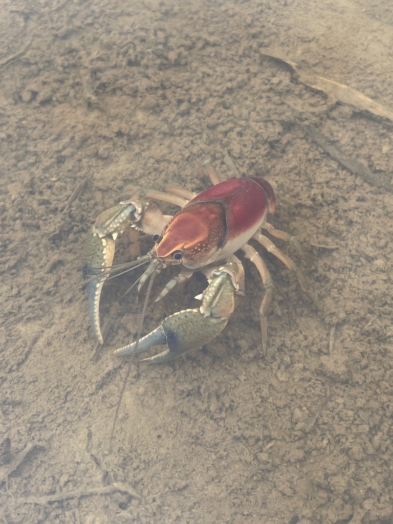 Prairie Crayfish in March 2024 by evangrimes · iNaturalist