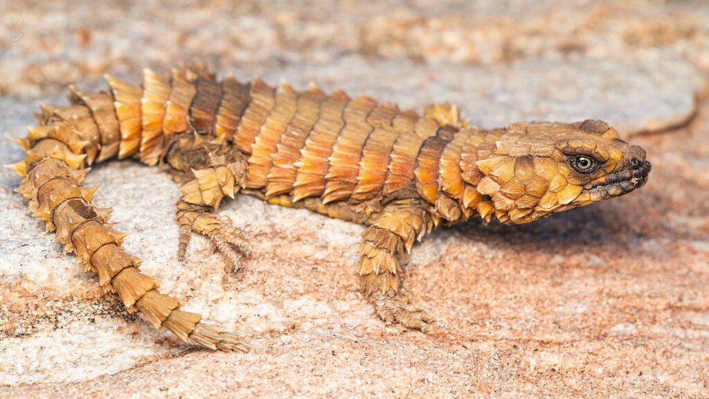 Armadillo Girdled Lizard in March 2024 by Tim Brammer · iNaturalist