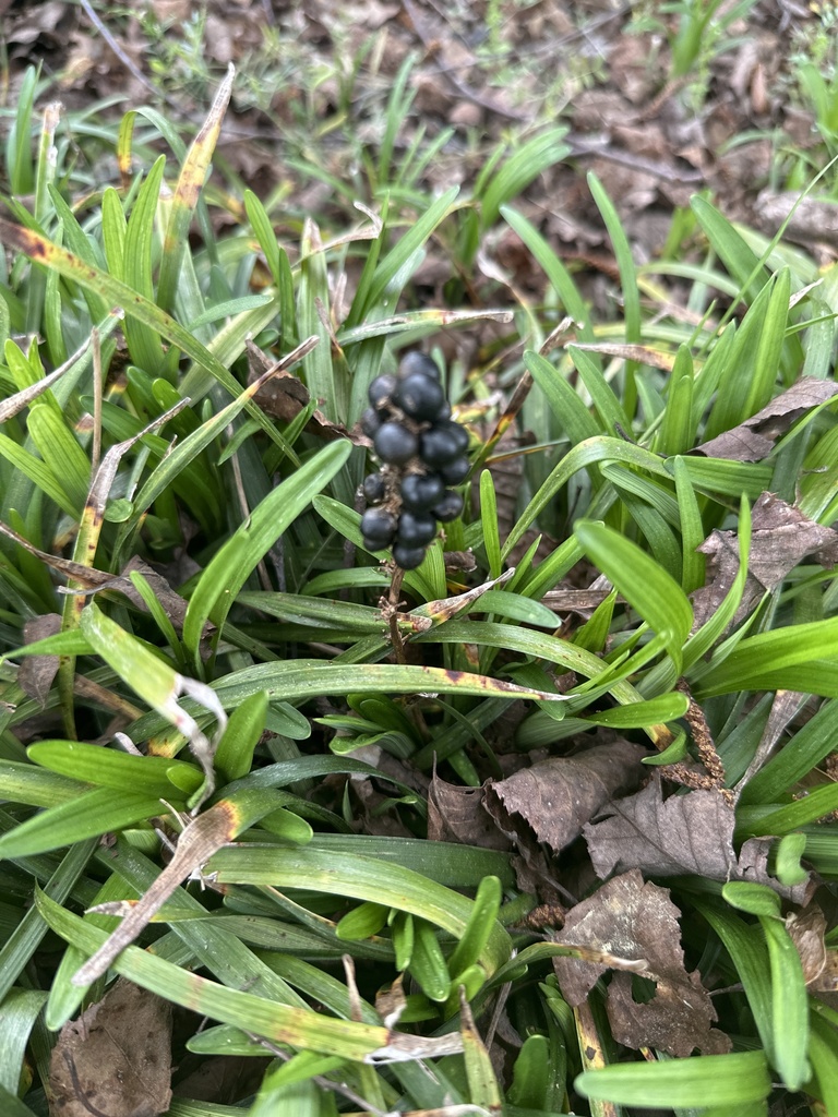 Dwarf Lily-turf from University of South Carolina-Sumter, Sumter, SC ...