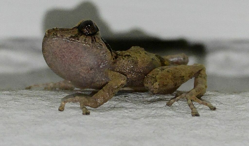 Rain and Robber Frogs from Reserva Natural Cuzcungos, Supatá ...