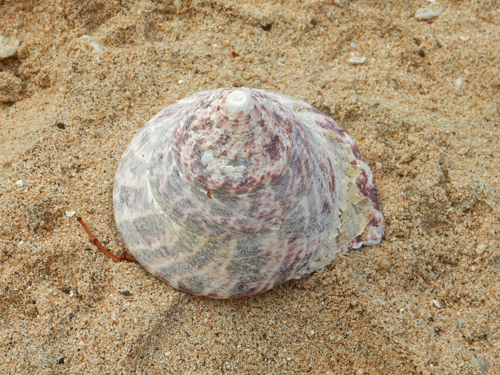 Commercial Top Shell from Ba, Western, Fiji on August 20, 2023 at 10:25 ...