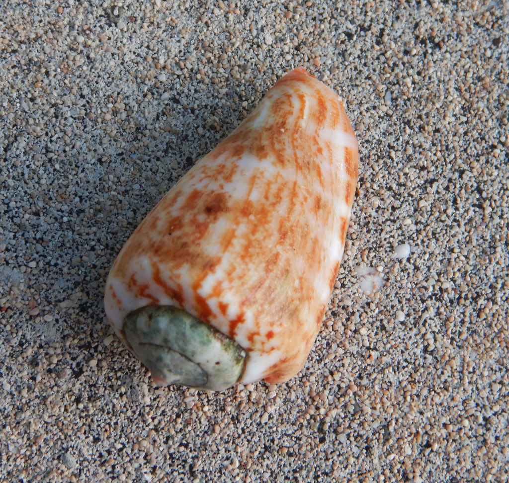 Strawberry Conch from Ba, Western, Fiji on August 20, 2023 at 07:47 PM ...