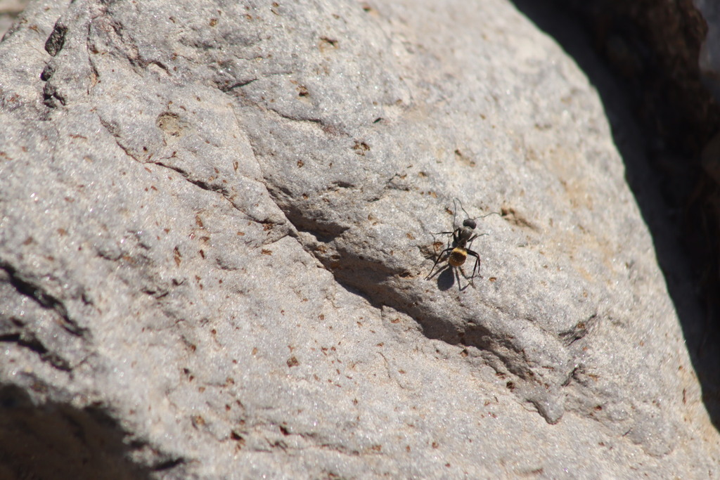 Camponotus mus from Apaxco, Méx., México on February 24, 2024 at 11:24 ...