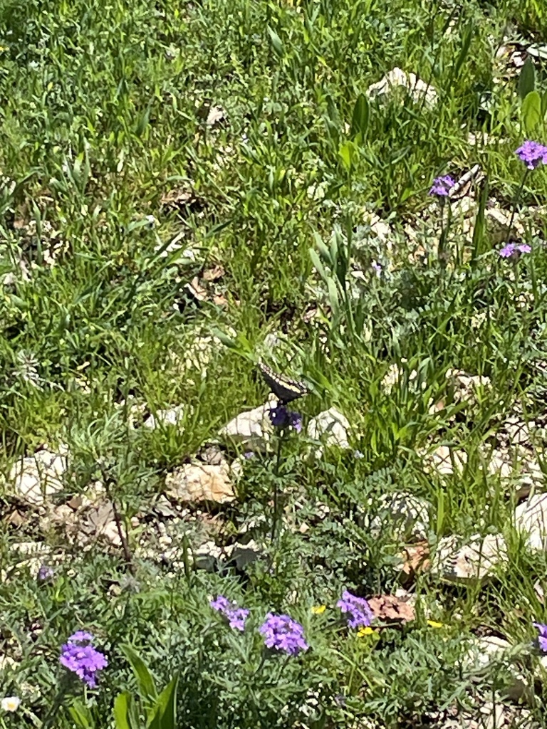 Common Swallowtails from E Dripping View Ct, Johnson City, TX, US on ...