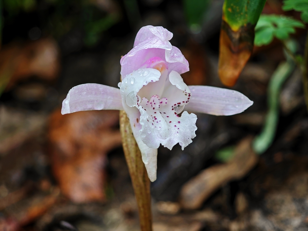 Changnienia amoena in April 2024 by Future · iNaturalist