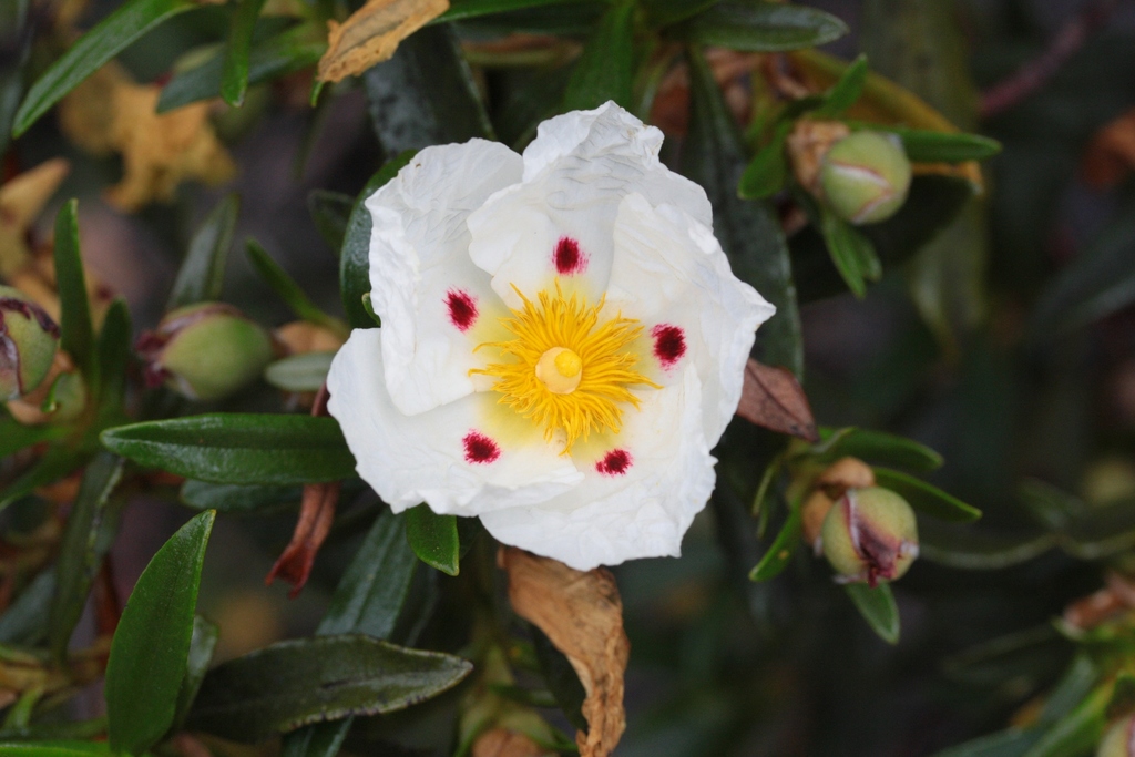 Esteva (Guia da Flora e Fauna do Parque de Natureza do Azibo) · iNaturalist