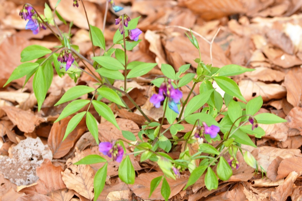 spring vetch from 397 01 Písek-Písek 1, Česko on March 31, 2024 at 10: ...