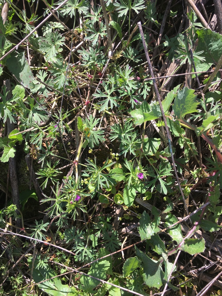 Cut-leaved crane's-bill from Caminito Cassis, San Diego, CA, US on ...