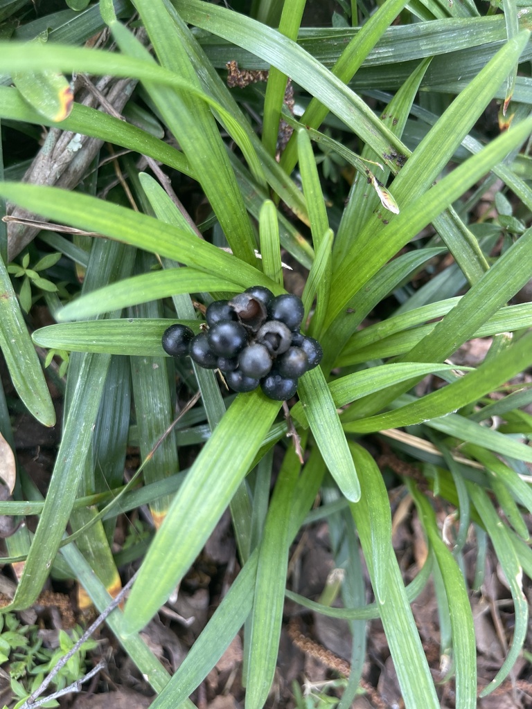 Dwarf Lily-turf from University of South Carolina-Sumter, Sumter, SC ...