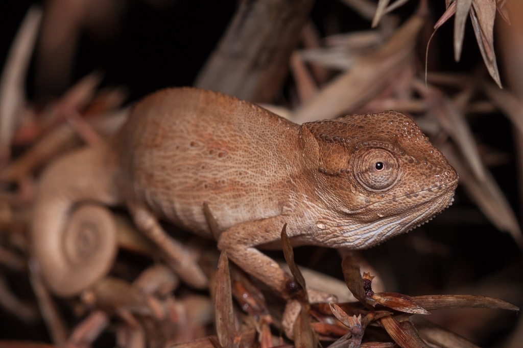 Kentani Dwarf Chameleon in July 2018 by Dylan Leonard · iNaturalist
