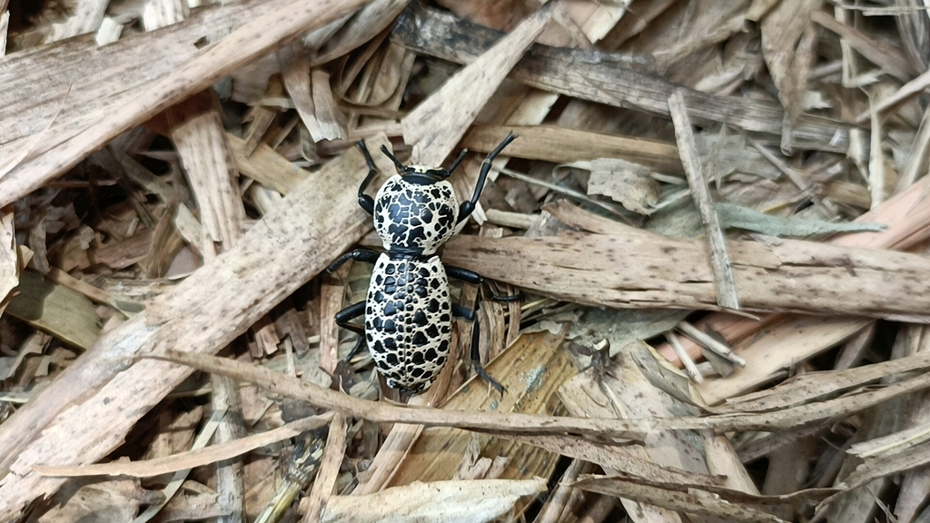 Zopherus nodulosus from Emiliano Zapata, Xalapa-Enríquez, Ver., México ...