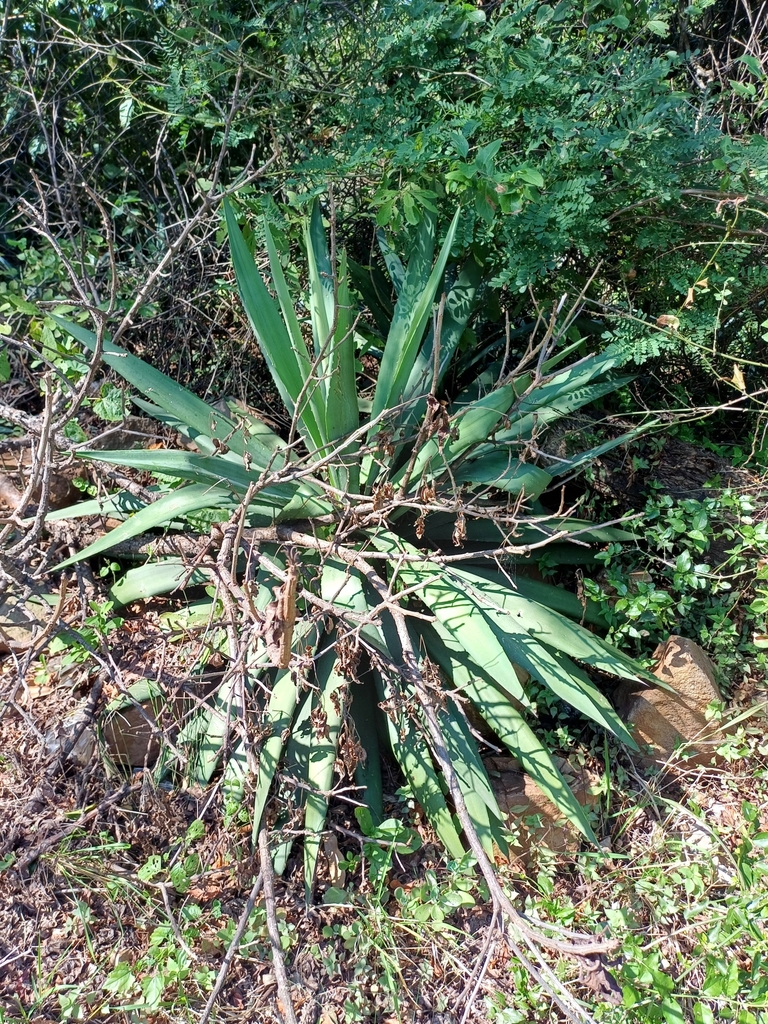 Century plant subfamily from Umgeni Park, Durban North, 4051, South ...