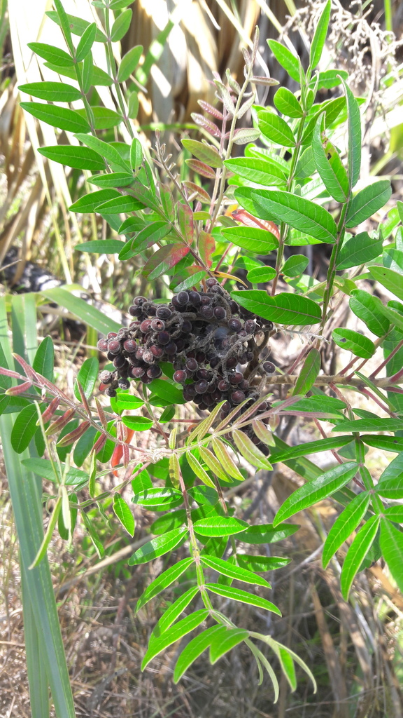 shining sumac from Goulds, FL, USA on April 27, 2019 at 11:13 AM by ...