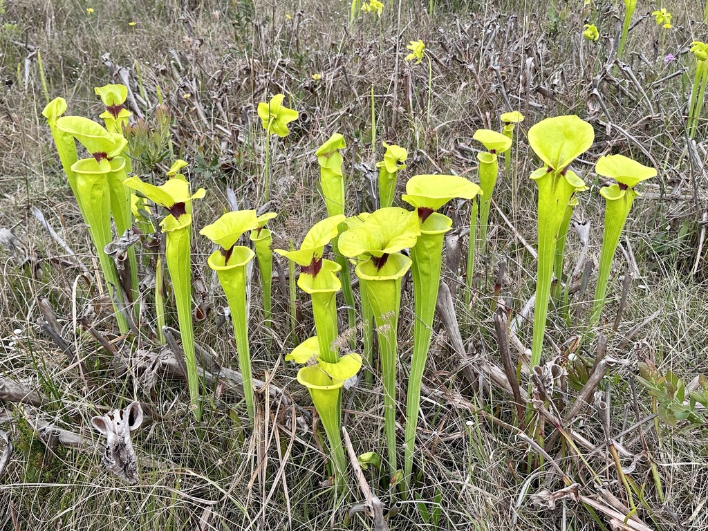 Sarracenia flava rugelii in April 2024 by ralphpope · iNaturalist