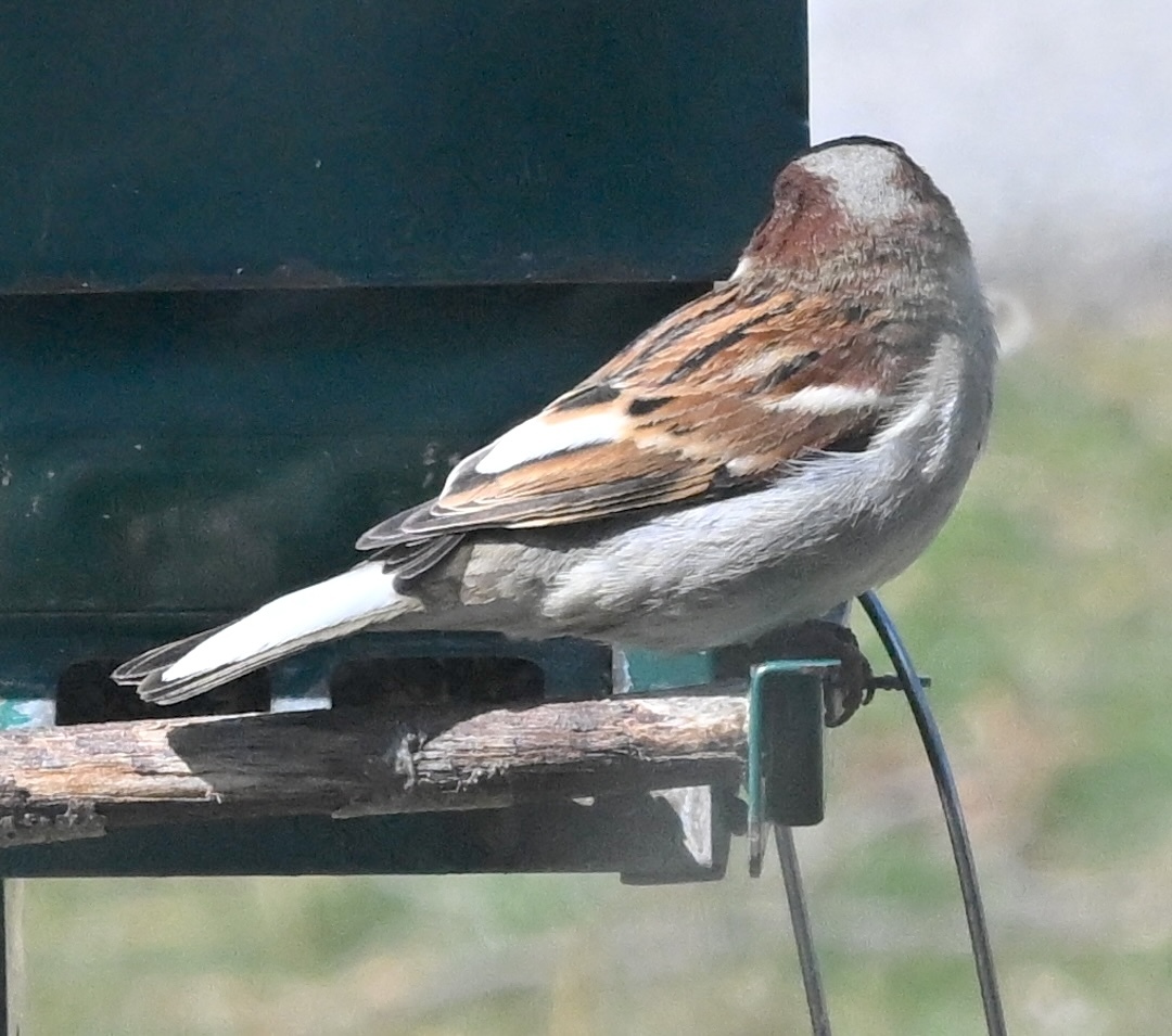 Best Images of Albino Feathered House Sparrow recorded starting October ...