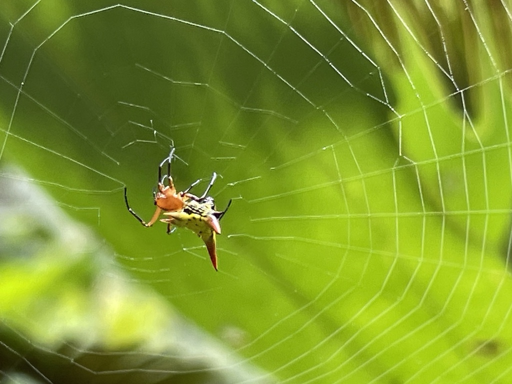 Micrathena flaveola from Archidona, EC-NA, EC on April 2, 2024 at 12:26 ...