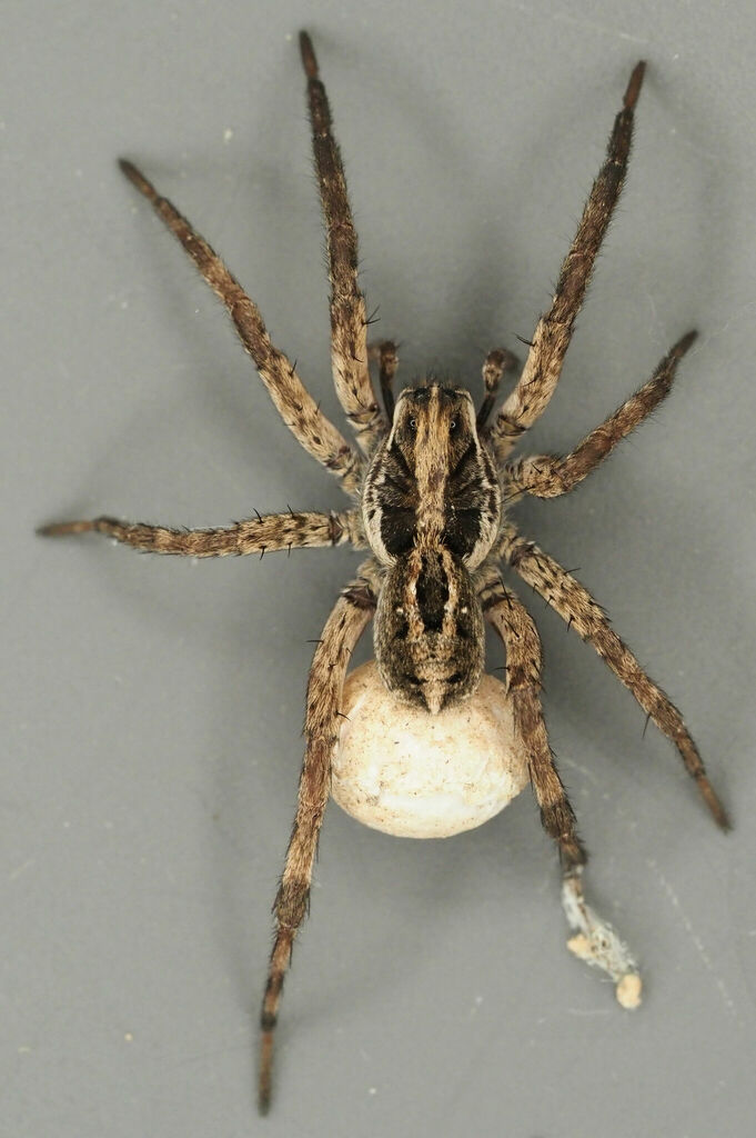 lance wolf spider from Burleson County, TX, USA on March 30, 2024 at 07 ...