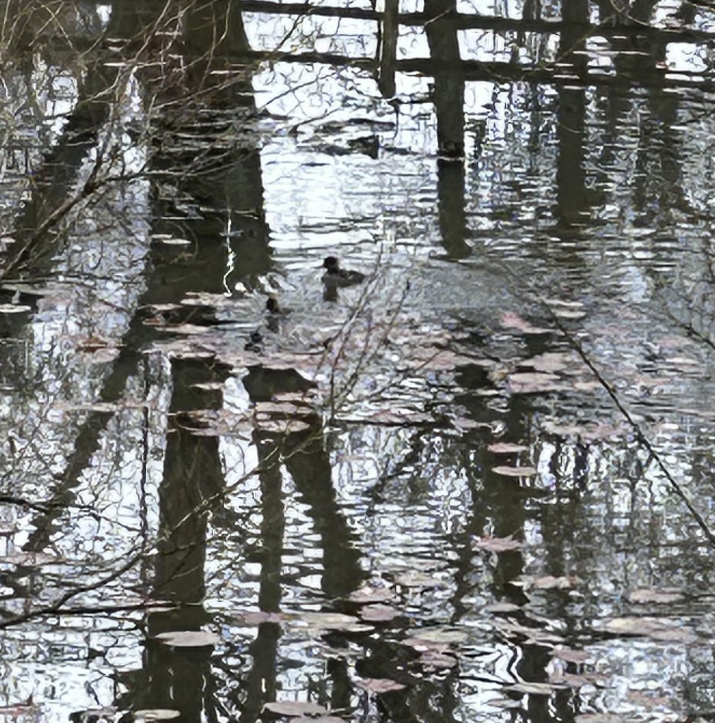 Wood Duck from Lakestone Pl, Rockville, MD, US on April 2, 2024 at 01: ...
