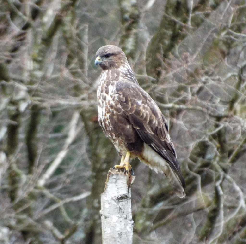 Common Buzzard from The Royal Town of Sutton Coldfield, Birmingham, UK ...