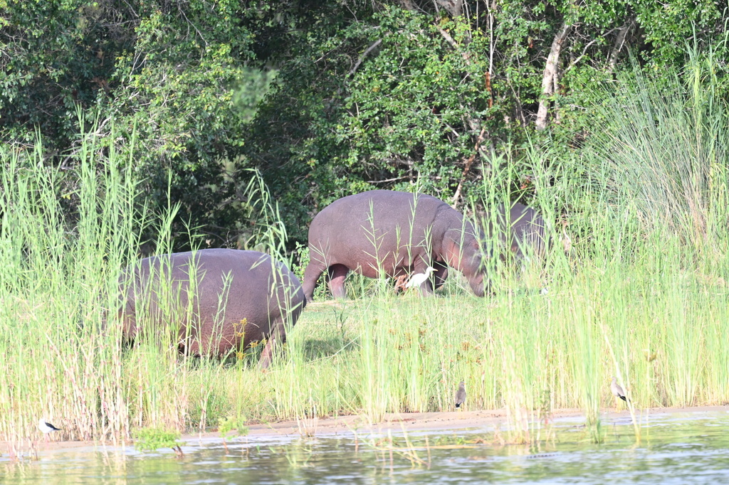 Common Hippopotamus in April 2024 by Will Heltsley · iNaturalist