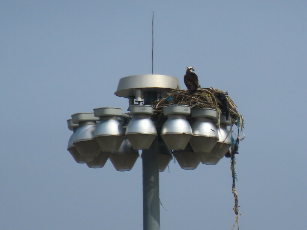 Osprey from Masonville Cove, Baltimore, MD 21226, USA on March 26, 2024 ...