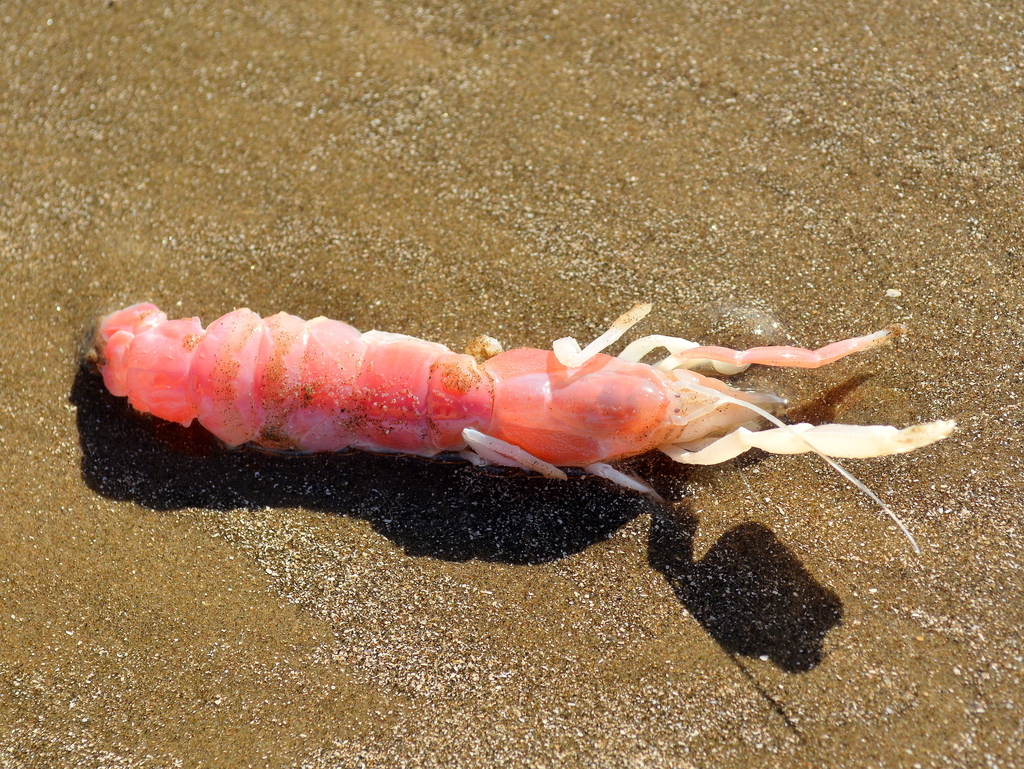 Carolina Ghost Shrimp from Cassino - Rio Grande, RS, Brasil on March 27 ...